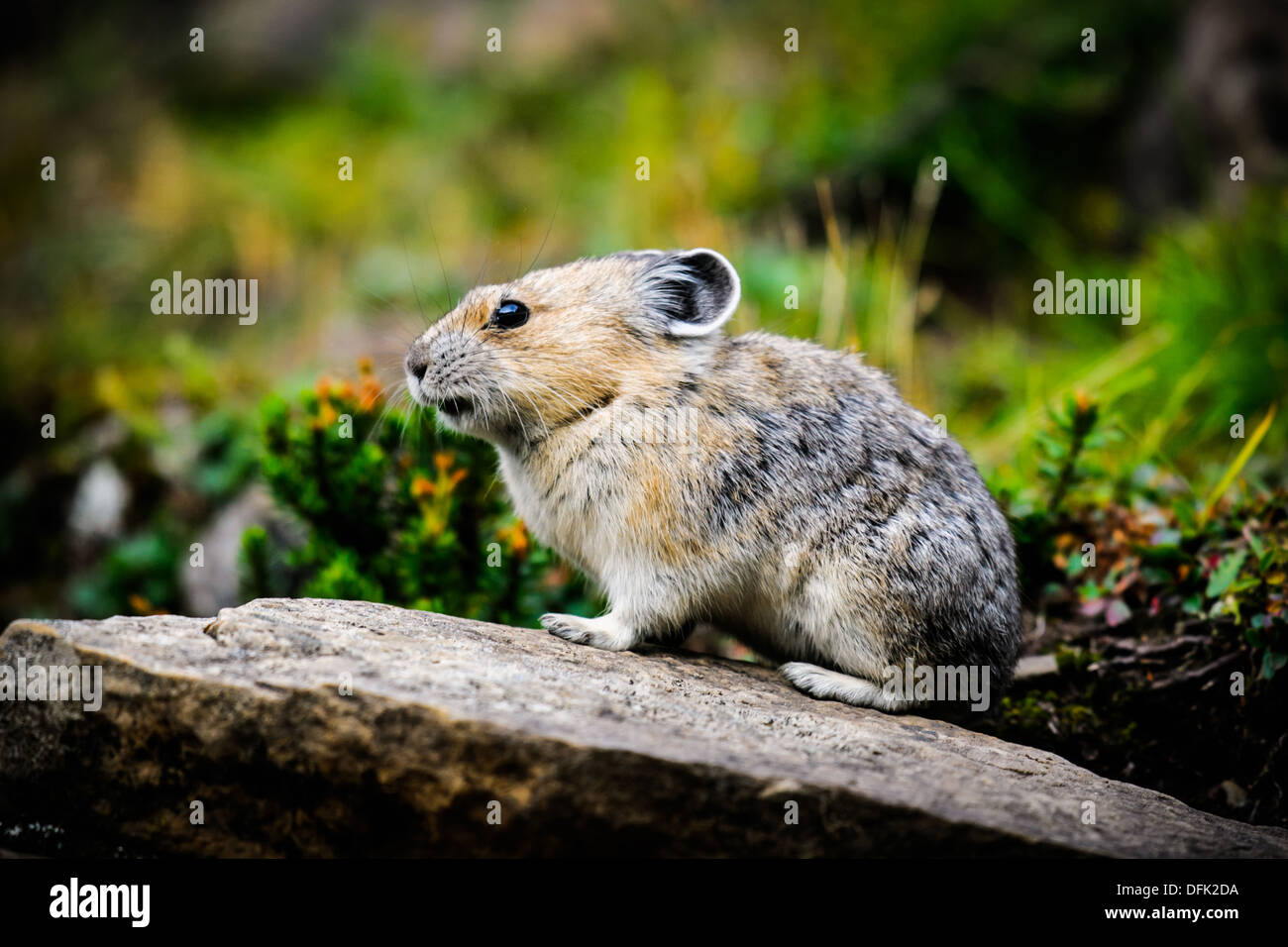 Pika hi-res stock photography and images - Alamy