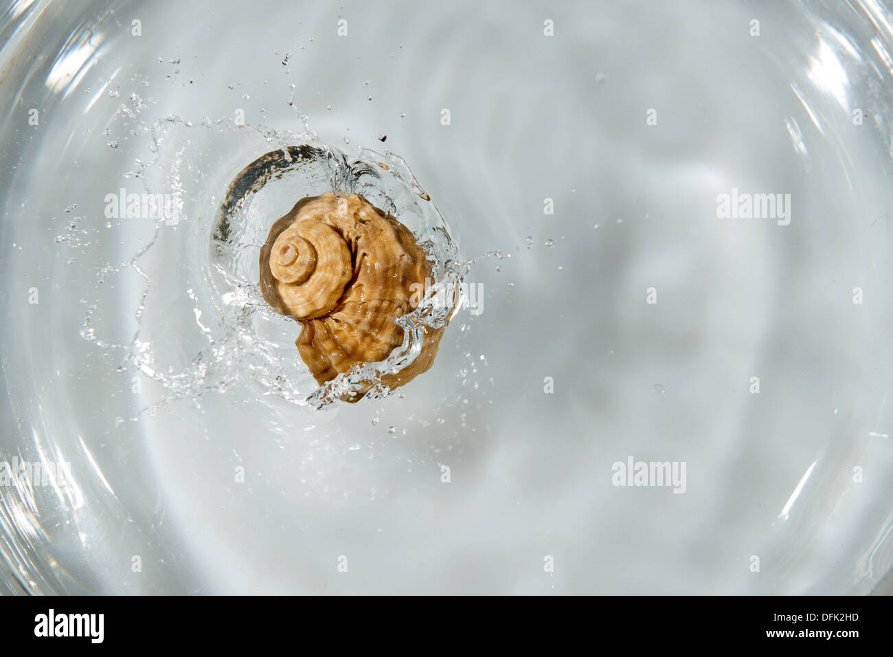 Shell falling in water Stock Photo - Alamy