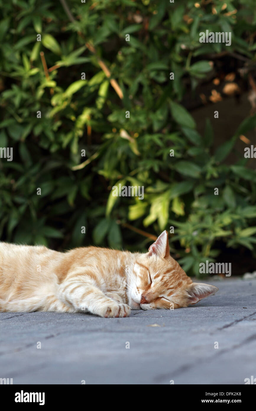 Ginger tom hi-res stock photography and images - Alamy