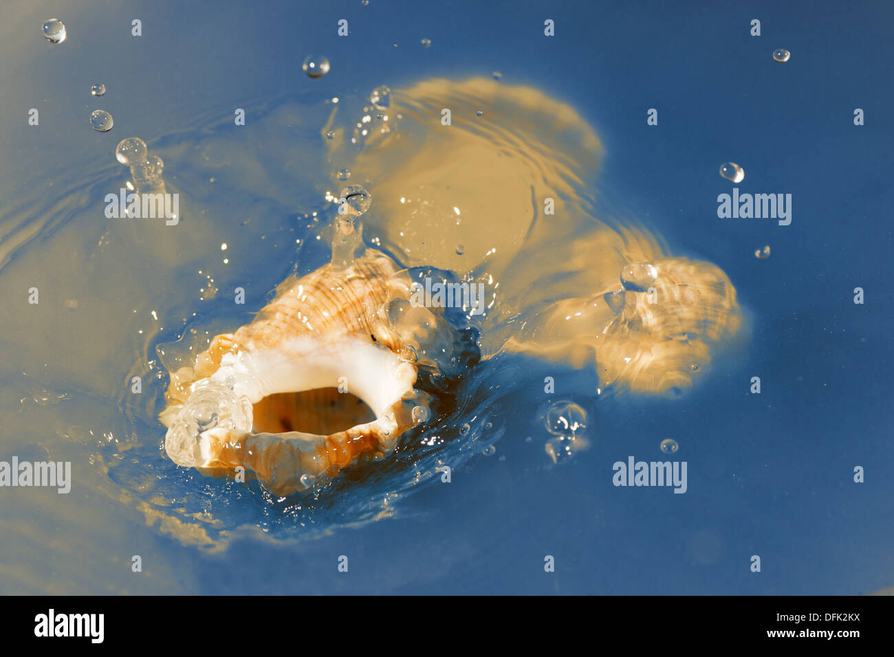 Shell falling with splash in sea water Stock Photo - Alamy