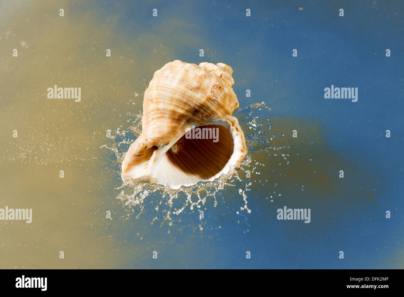 Shell falling with splash in sea water Stock Photo - Alamy
