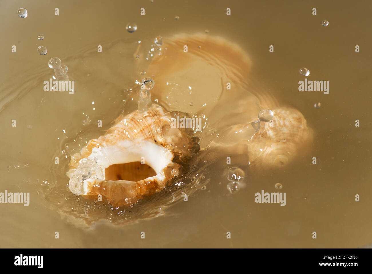 Falling shells hi-res stock photography and images - Alamy