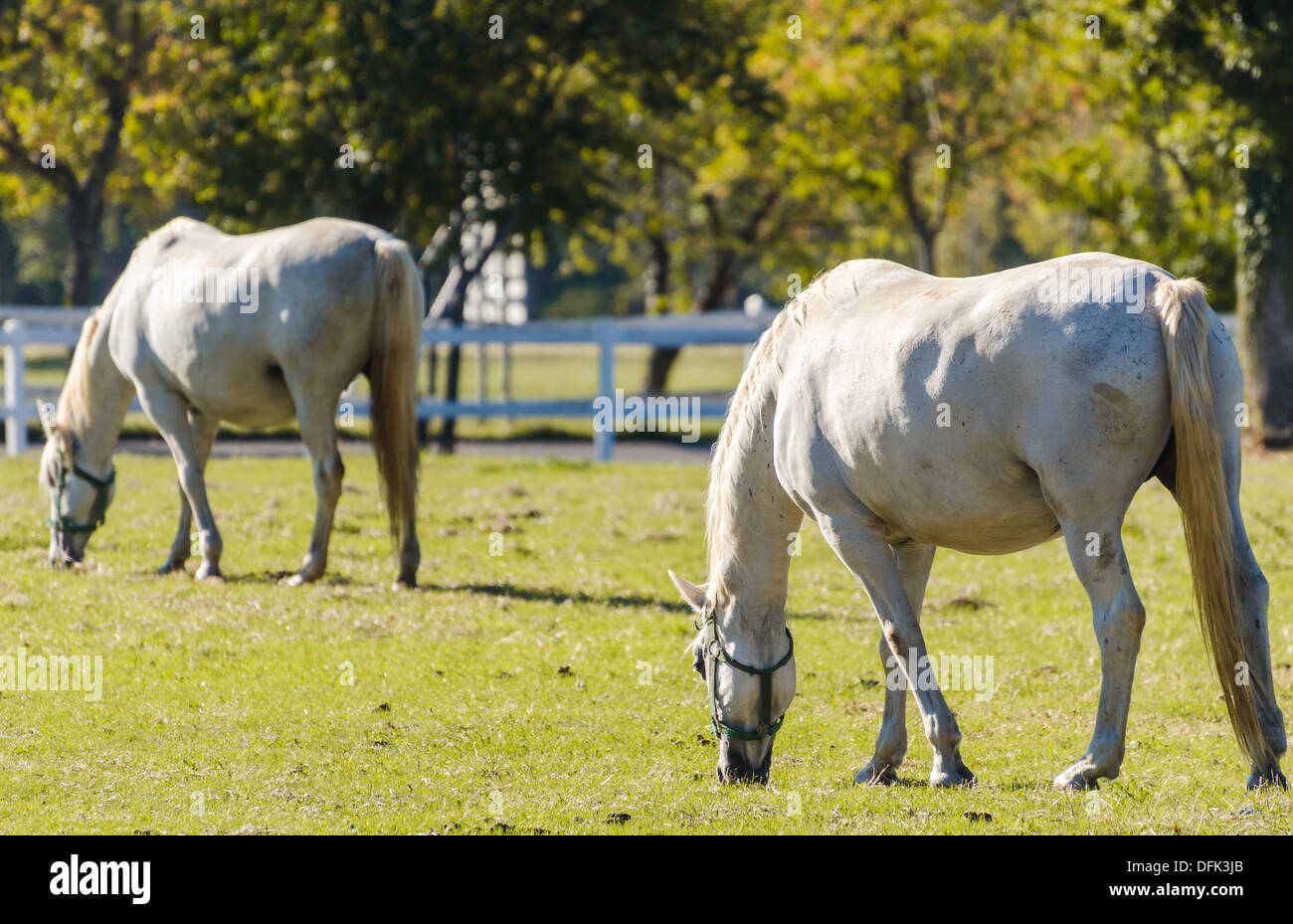 Lipizzaner horses slovenia hi-res stock photography and images - Alamy
