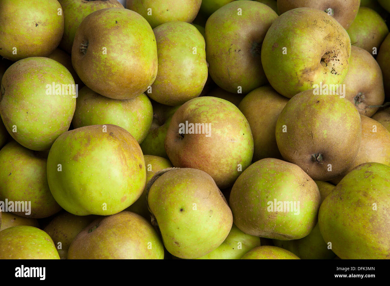 Boskoop apples hi-res stock photography and images - Alamy