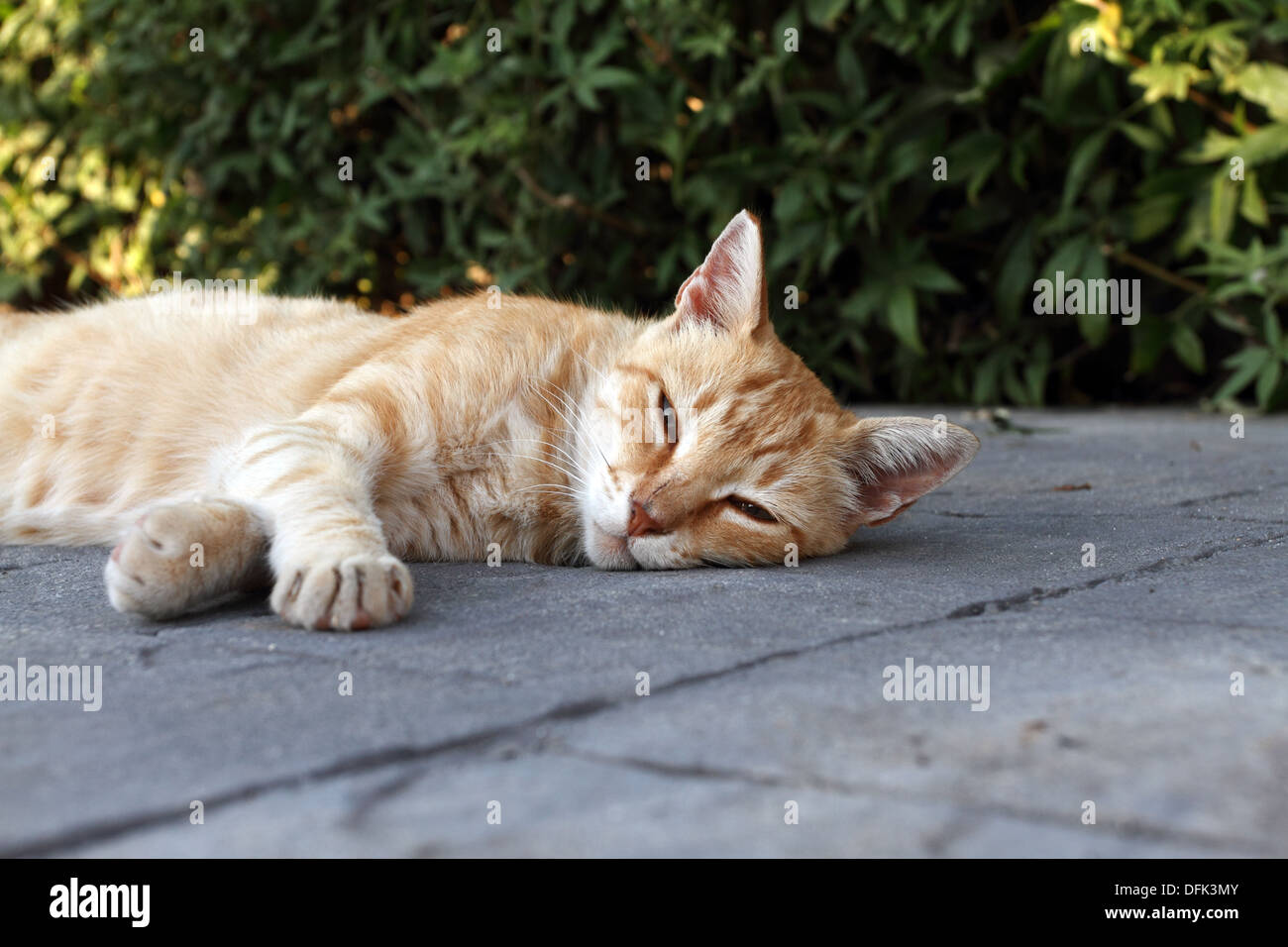 Feral tom cat hi-res stock photography and images - Alamy