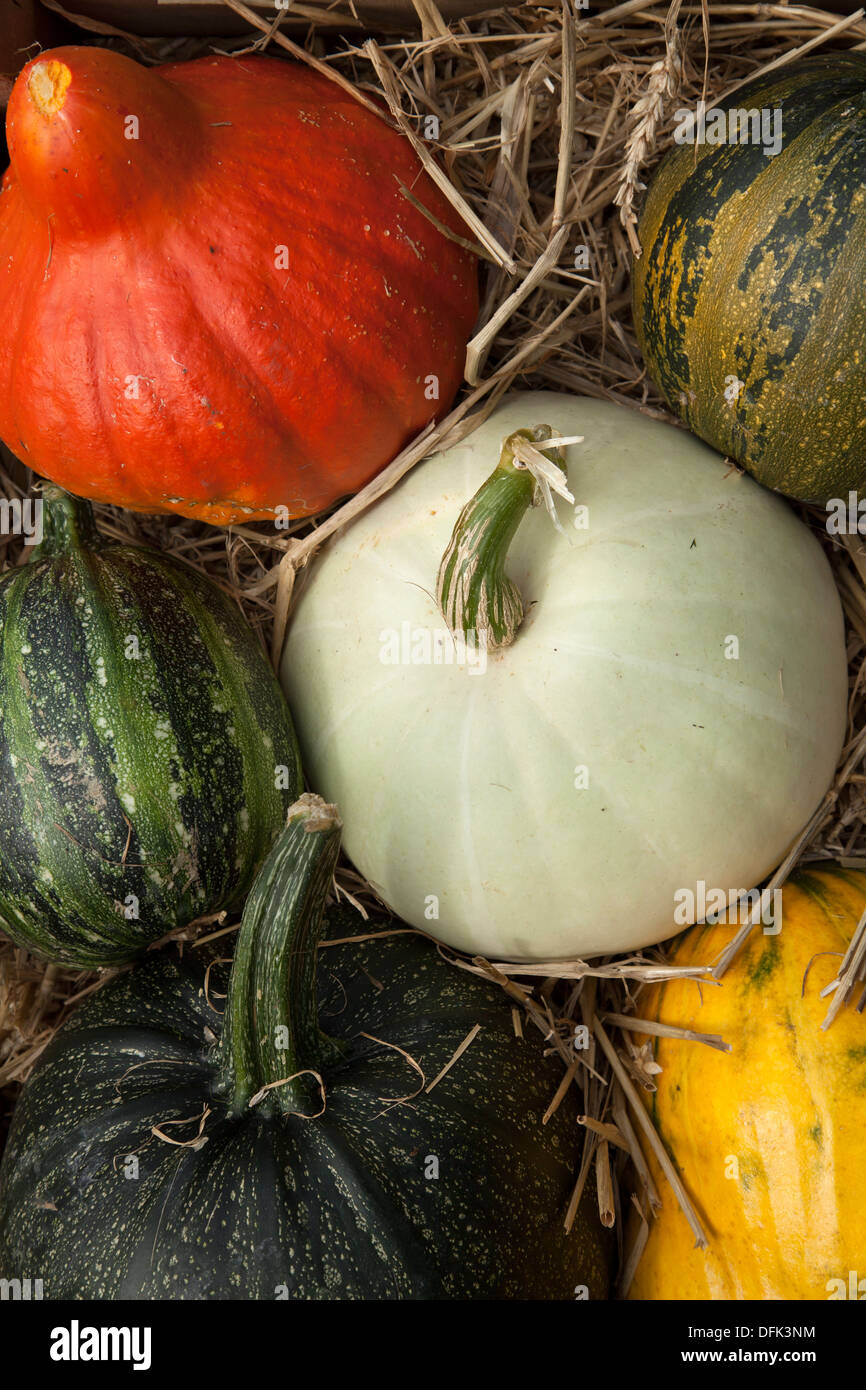 Assorted & mixed colors, varieties of edible orange winter squash white ...