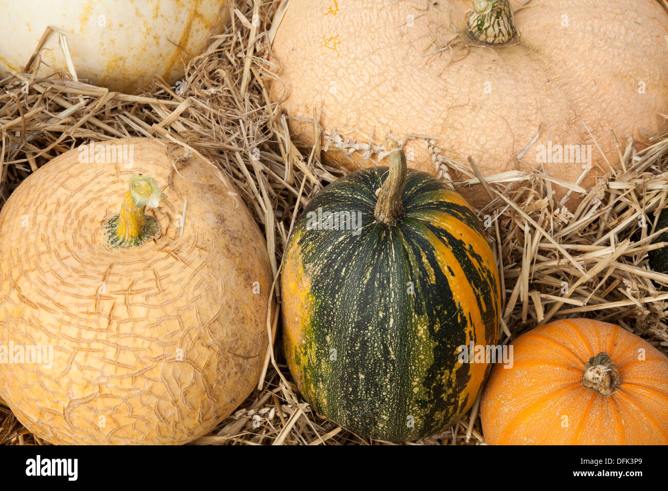 Types Of Orange Squash