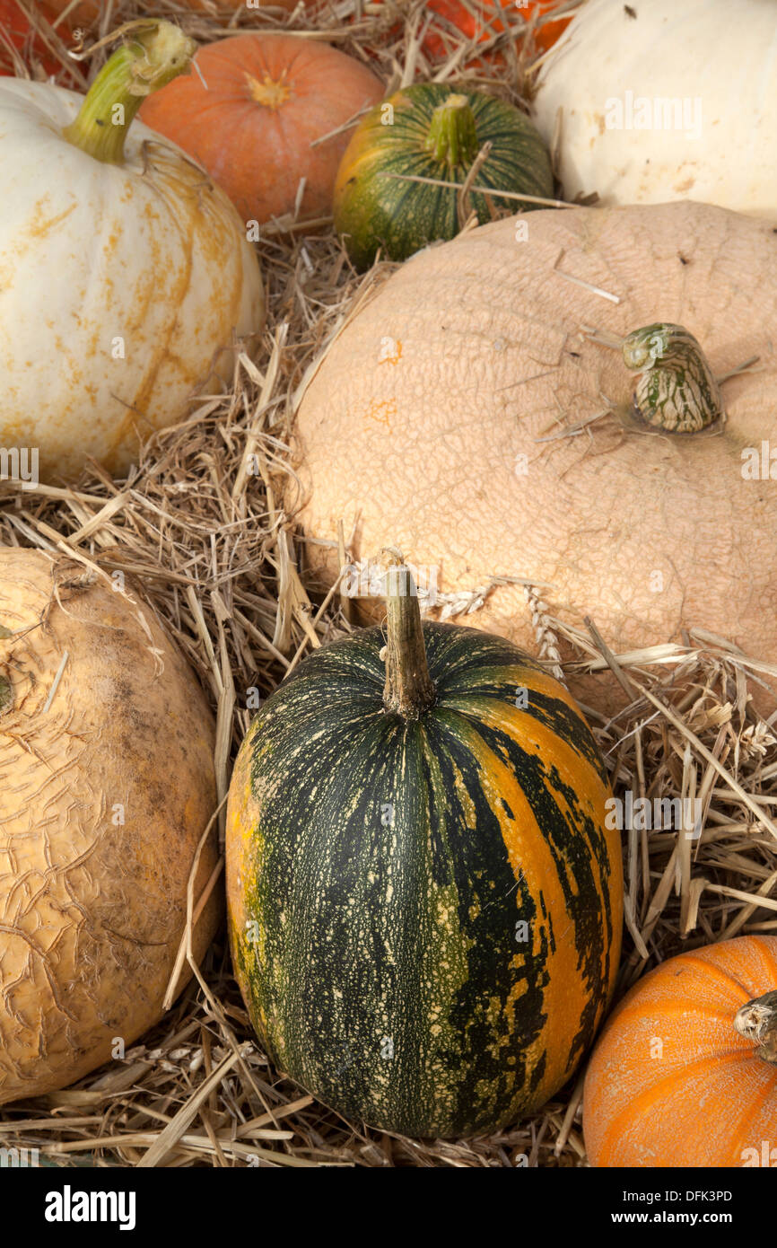 Assorted & mixed colors, varieties of edible orange winter squash white ...