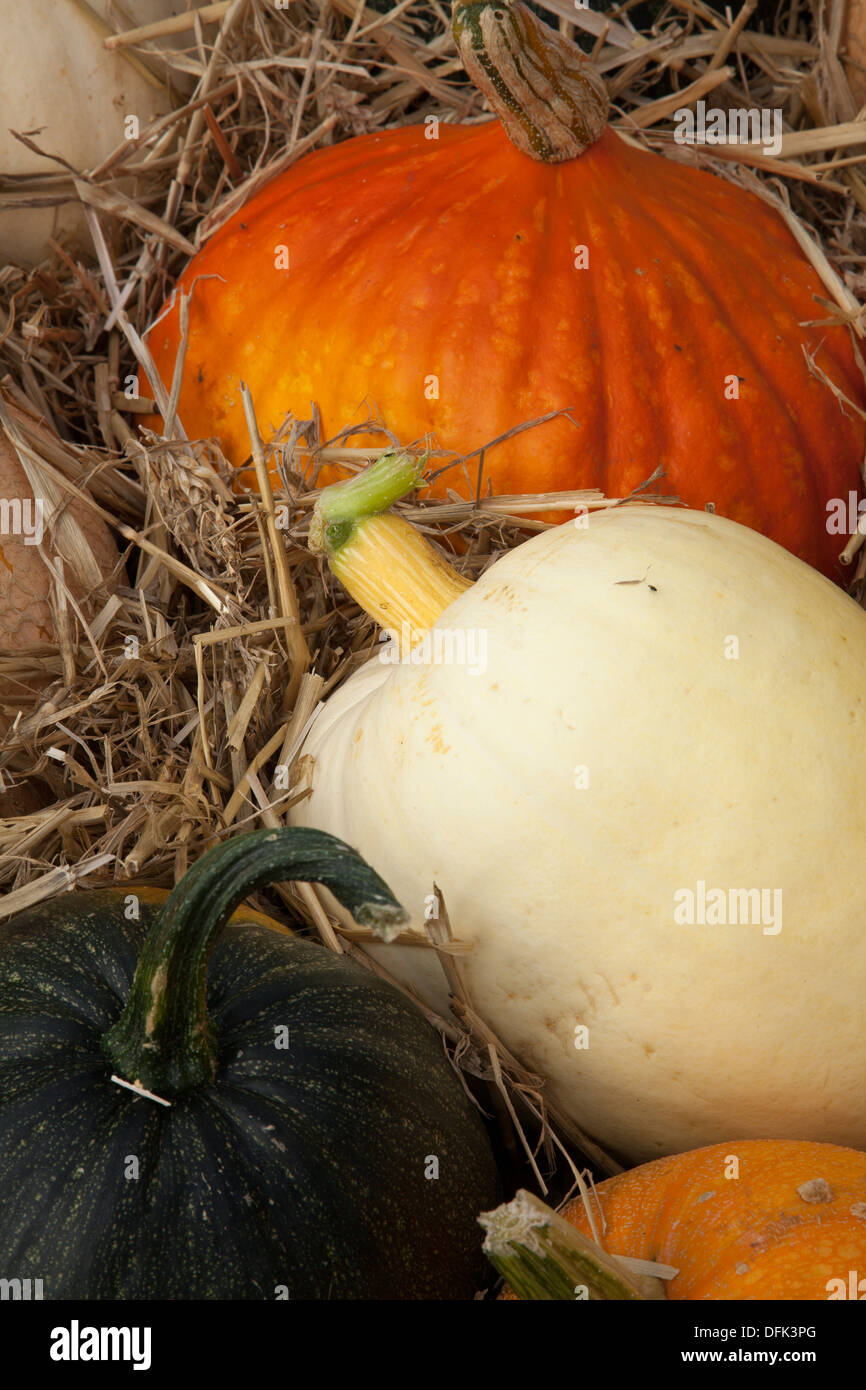 Assorted & mixed colors, varieties of edible orange winter squash white ...
