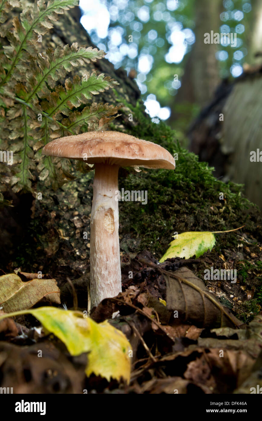 Hidden growth hi-res stock photography and images - Alamy