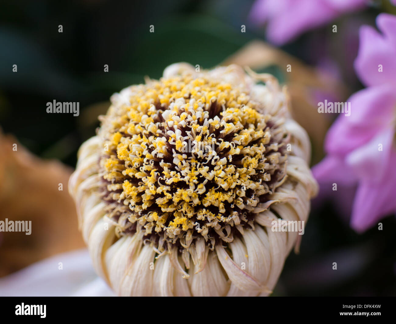 Dieing flowers hi-res stock photography and images - Alamy