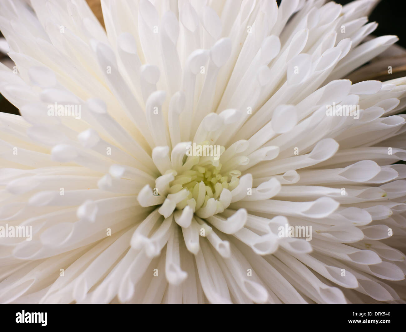 Close up macro photos of decaying flowers Stock Photo - Alamy
