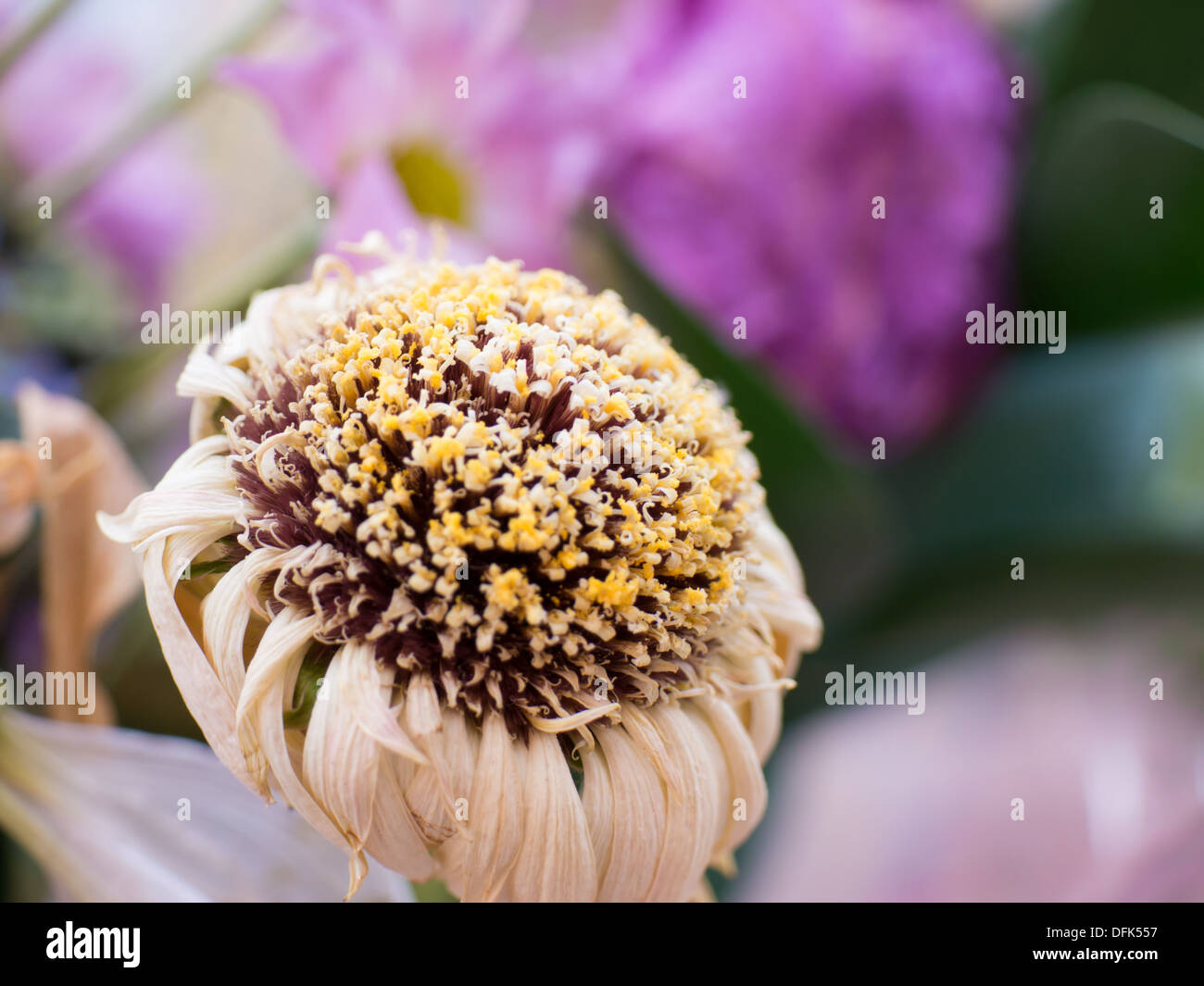 Dieing flowers hi-res stock photography and images - Alamy