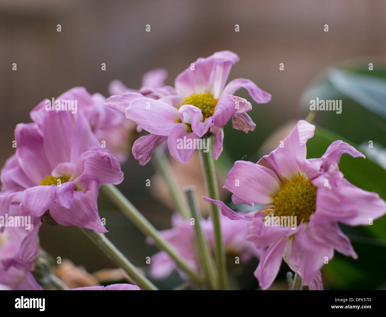 Close up macro photos of decaying flowers Stock Photo - Alamy