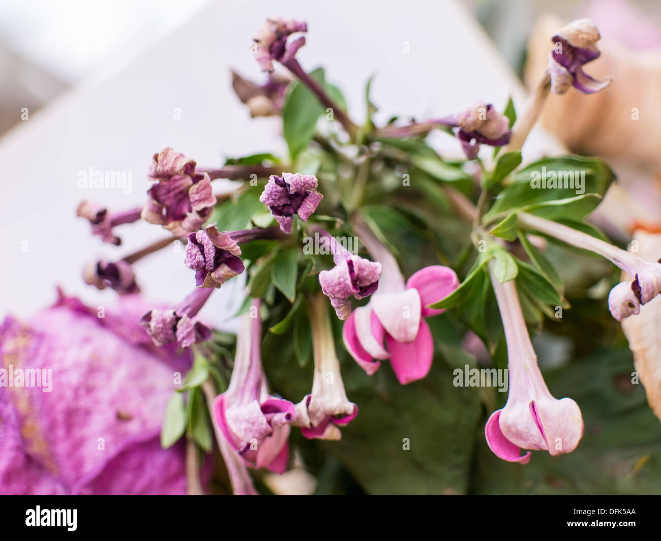 Decaying flowers hi-res stock photography and images - Alamy