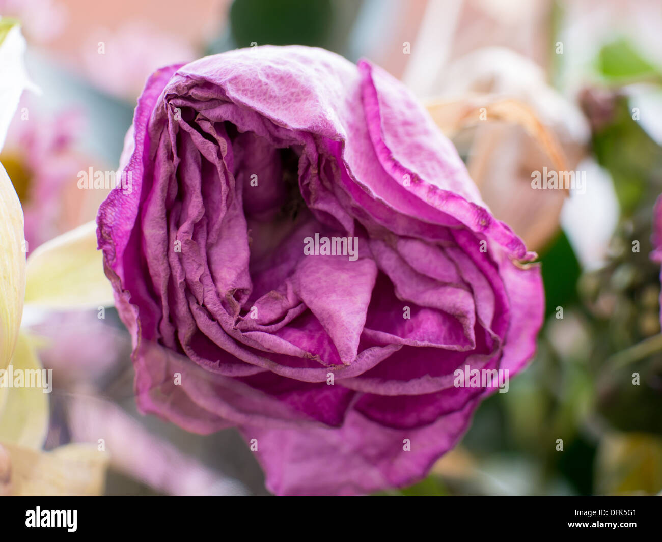 Close up macro photos of decaying flowers Stock Photo - Alamy