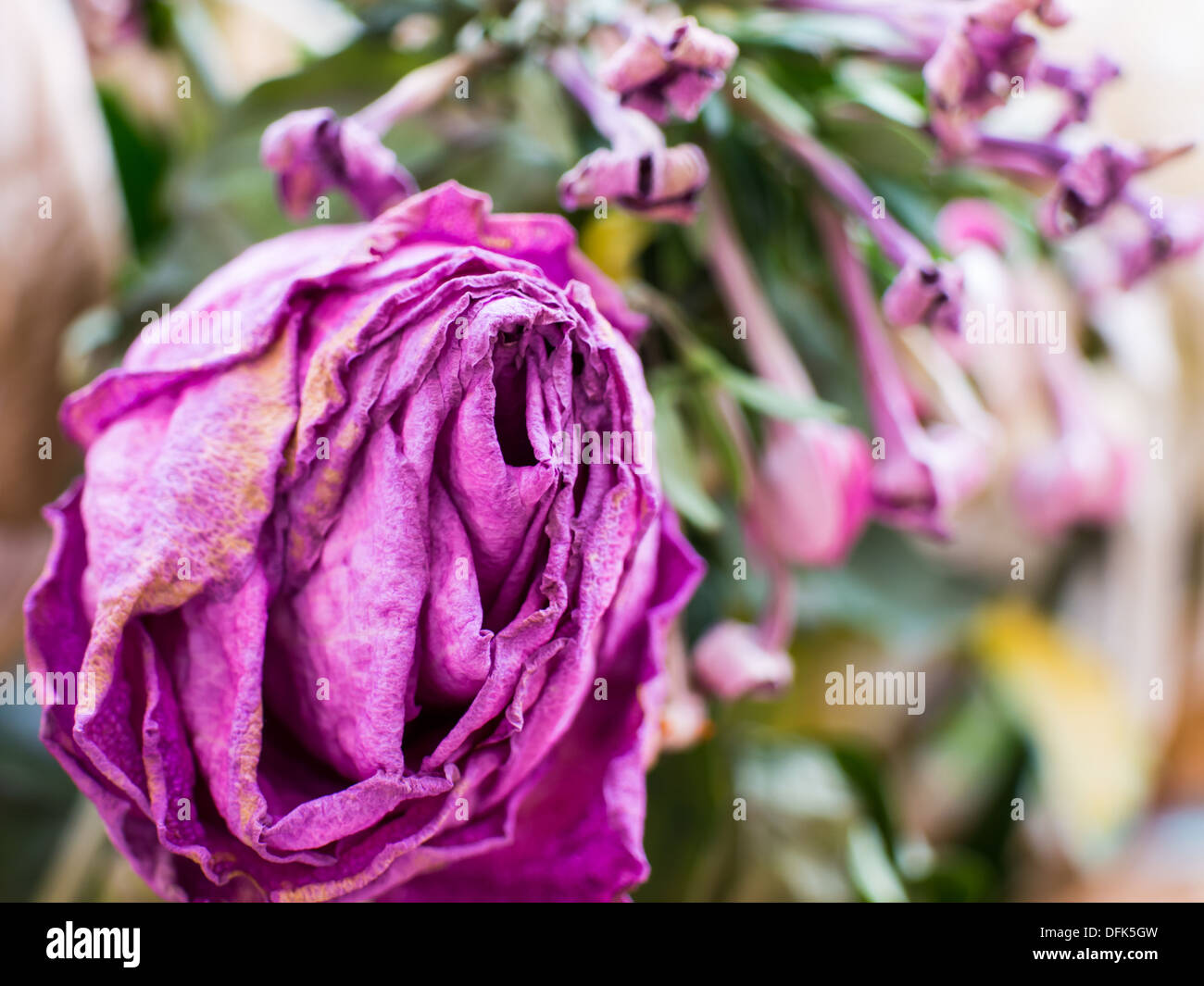 Close up macro photos of decaying flowers Stock Photo - Alamy