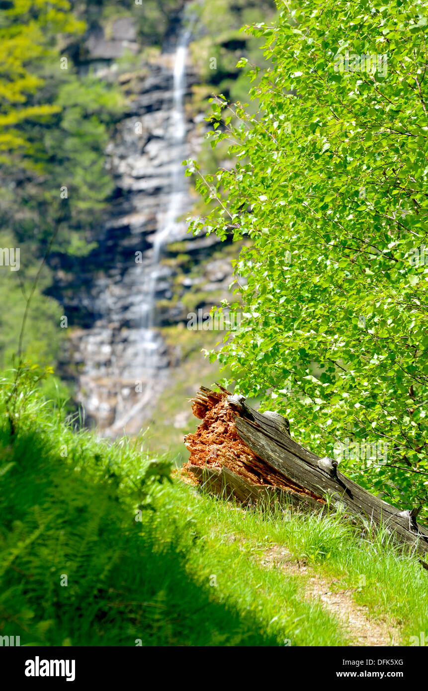 A tree trunk in a path Stock Photo - Alamy