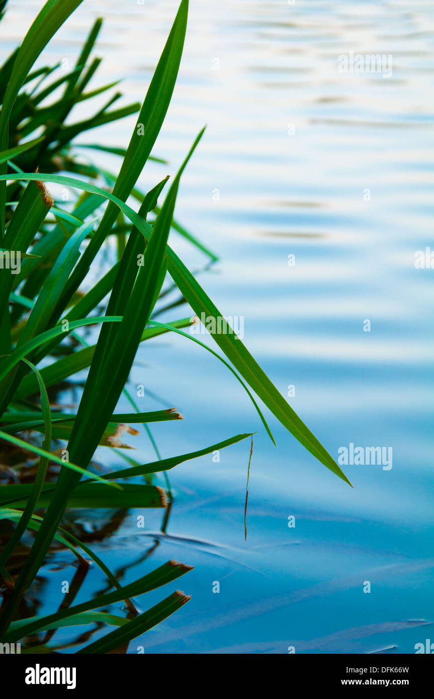 Reeds by water hi-res stock photography and images - Alamy