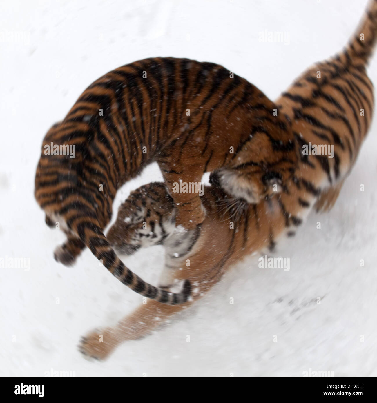 Tiger motion hi-res stock photography and images - Alamy