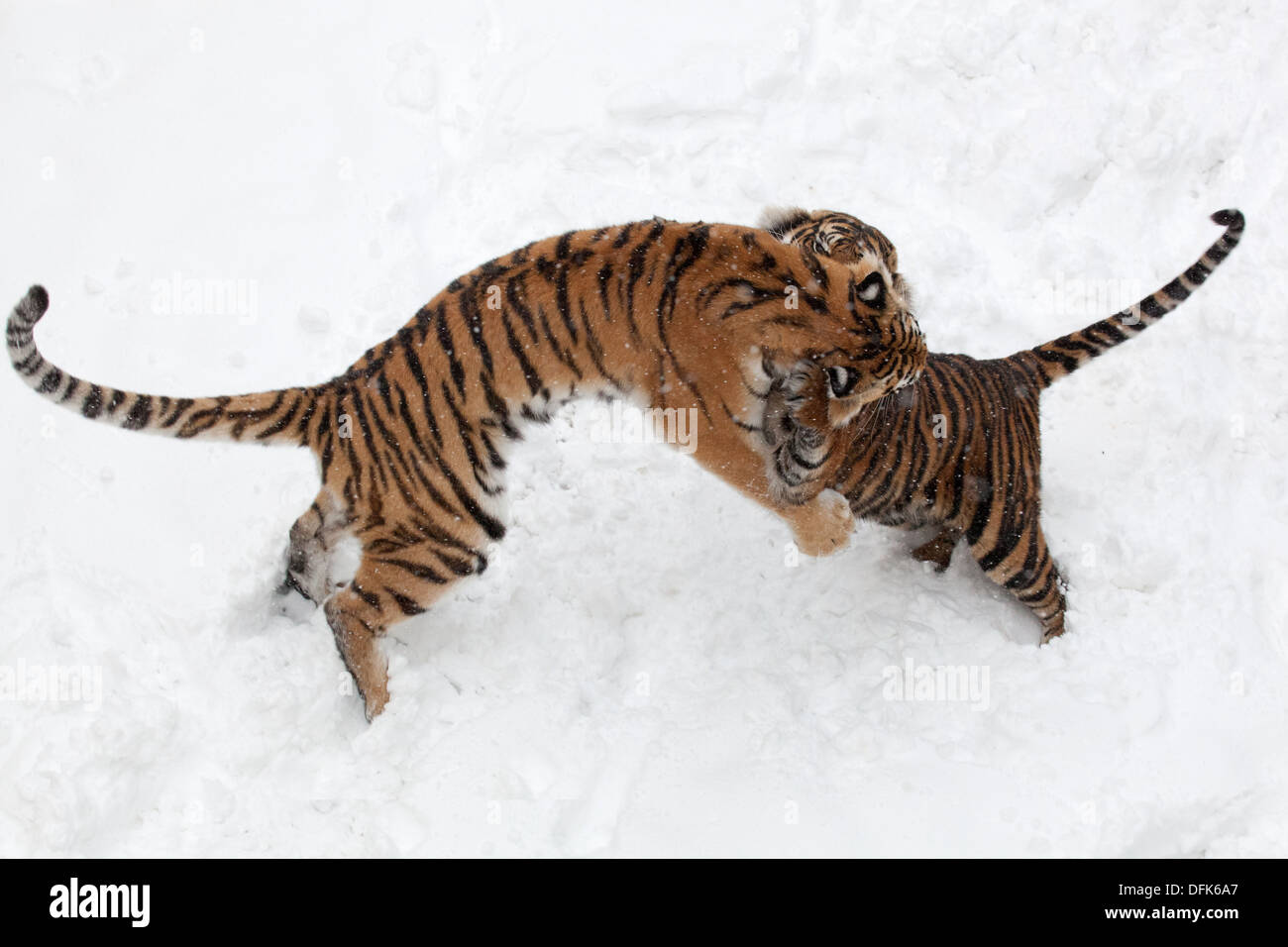 Tiger play hi-res stock photography and images - Alamy
