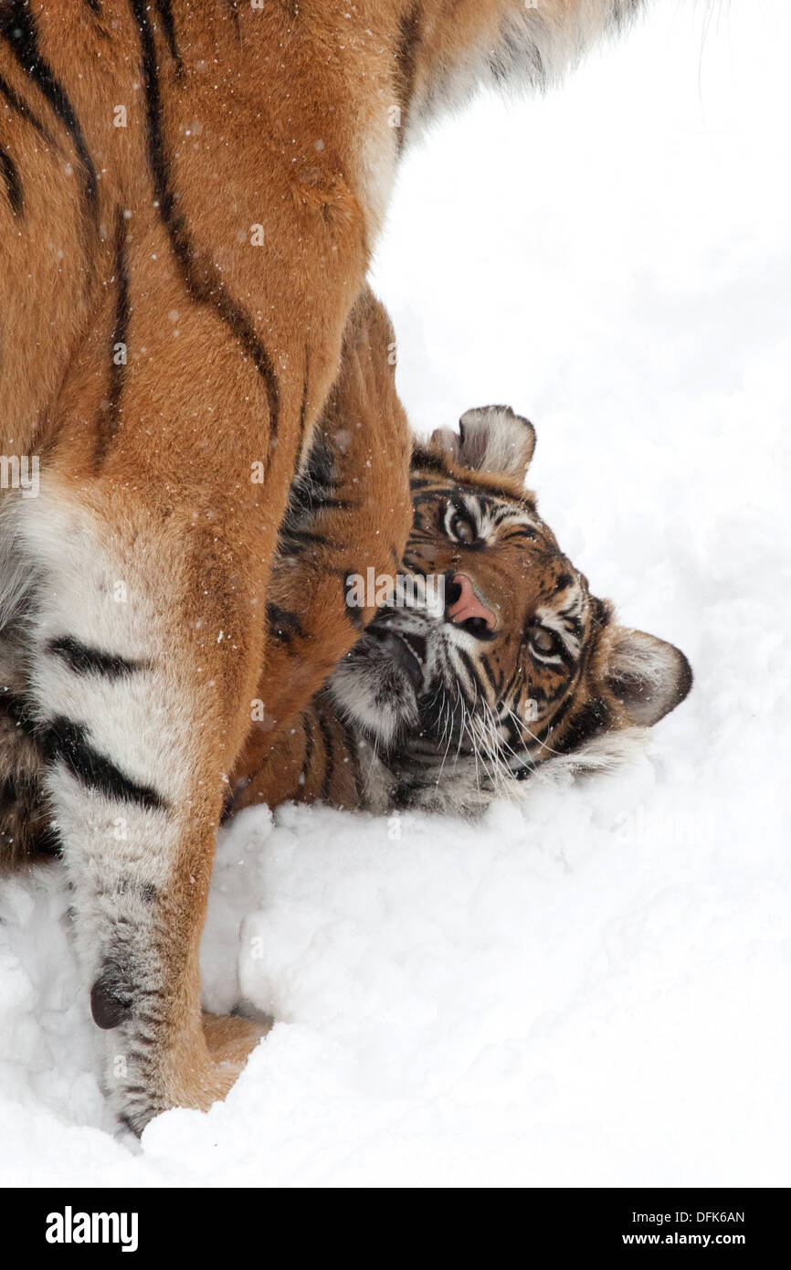 Tiger play hi-res stock photography and images - Alamy