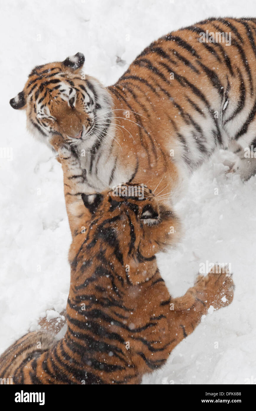 Play as tiger hi-res stock photography and images - Alamy