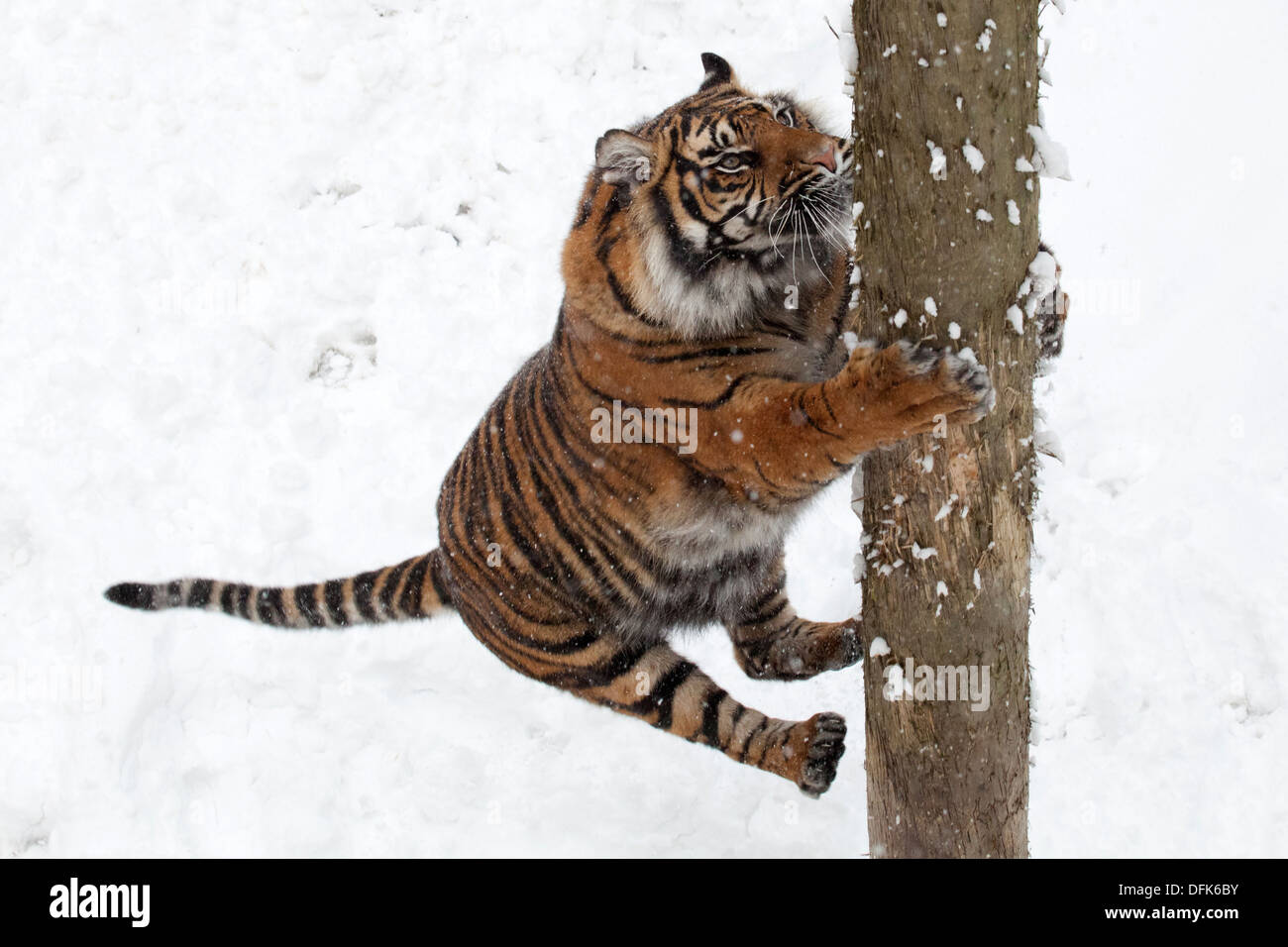 Tiger climbing hi-res stock photography and images - Alamy