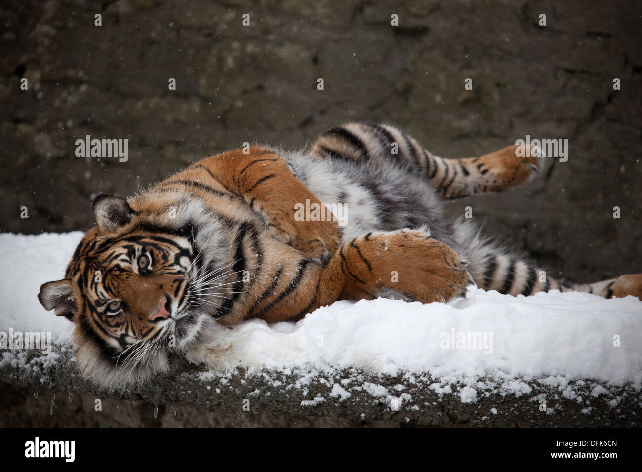 Snow tiger hi-res stock photography and images - Alamy