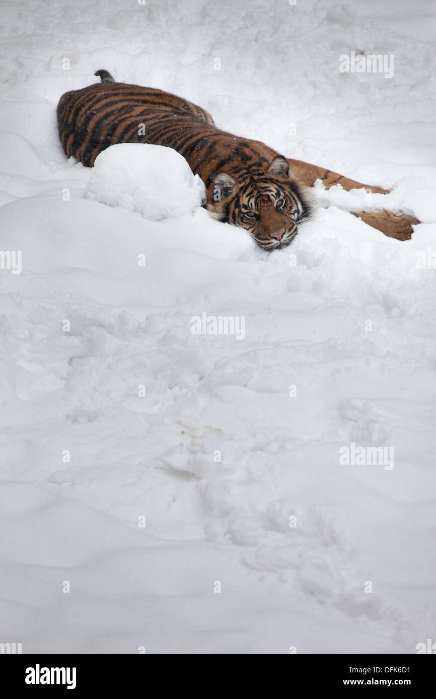 Play rest hi-res stock photography and images - Alamy