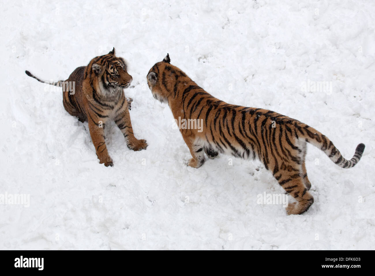 Tigers at play Stock Photo - Alamy