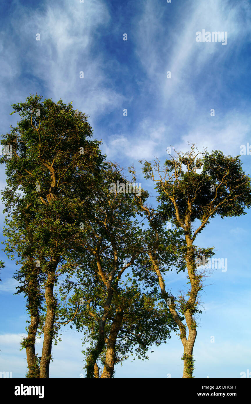UK,Dorset,Swanage,Scots Pine Trees & Dramatic Cirrus Clouds Stock Photo ...