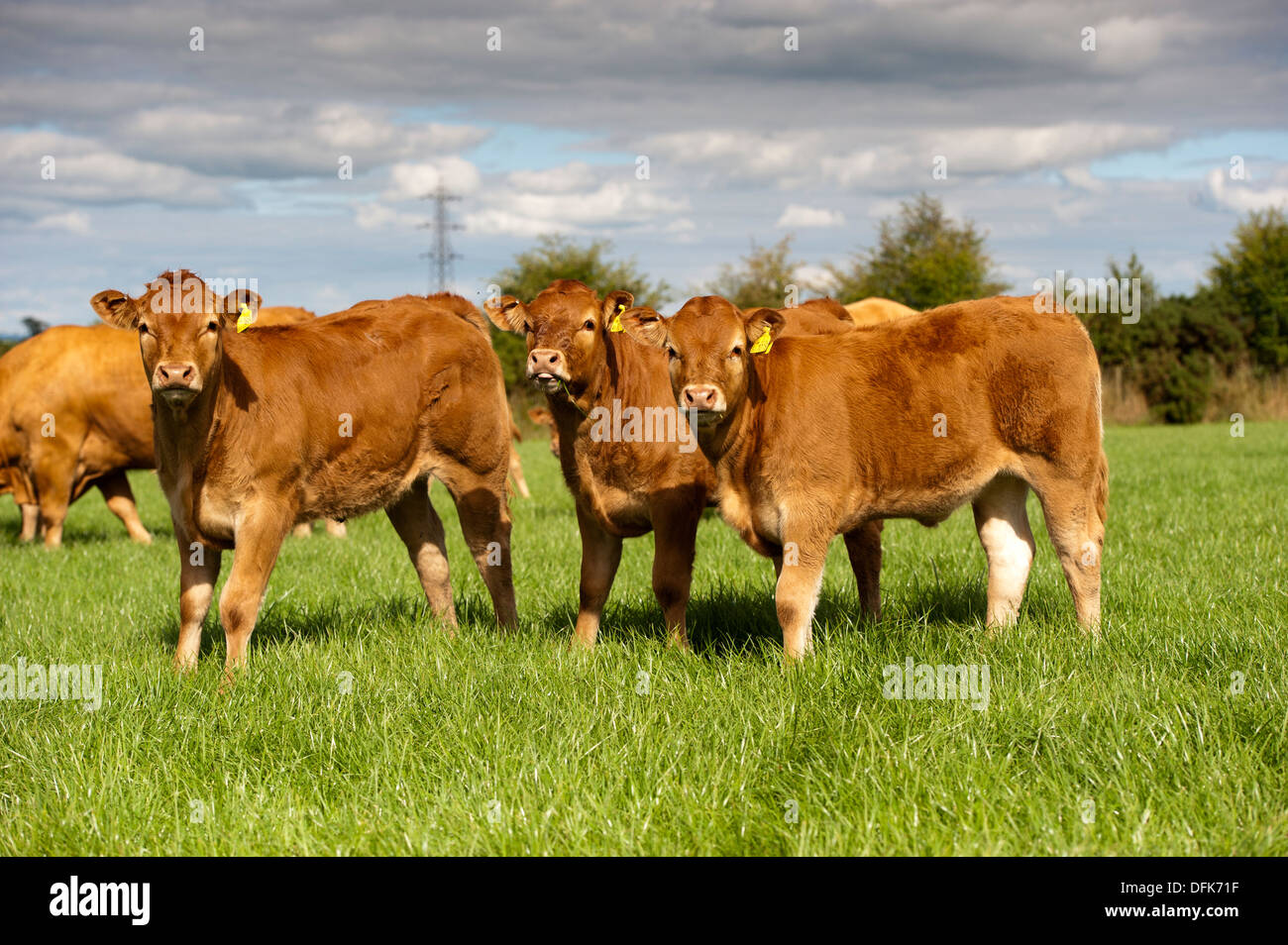 Limousin cattle uk calves hi-res stock photography and images - Alamy