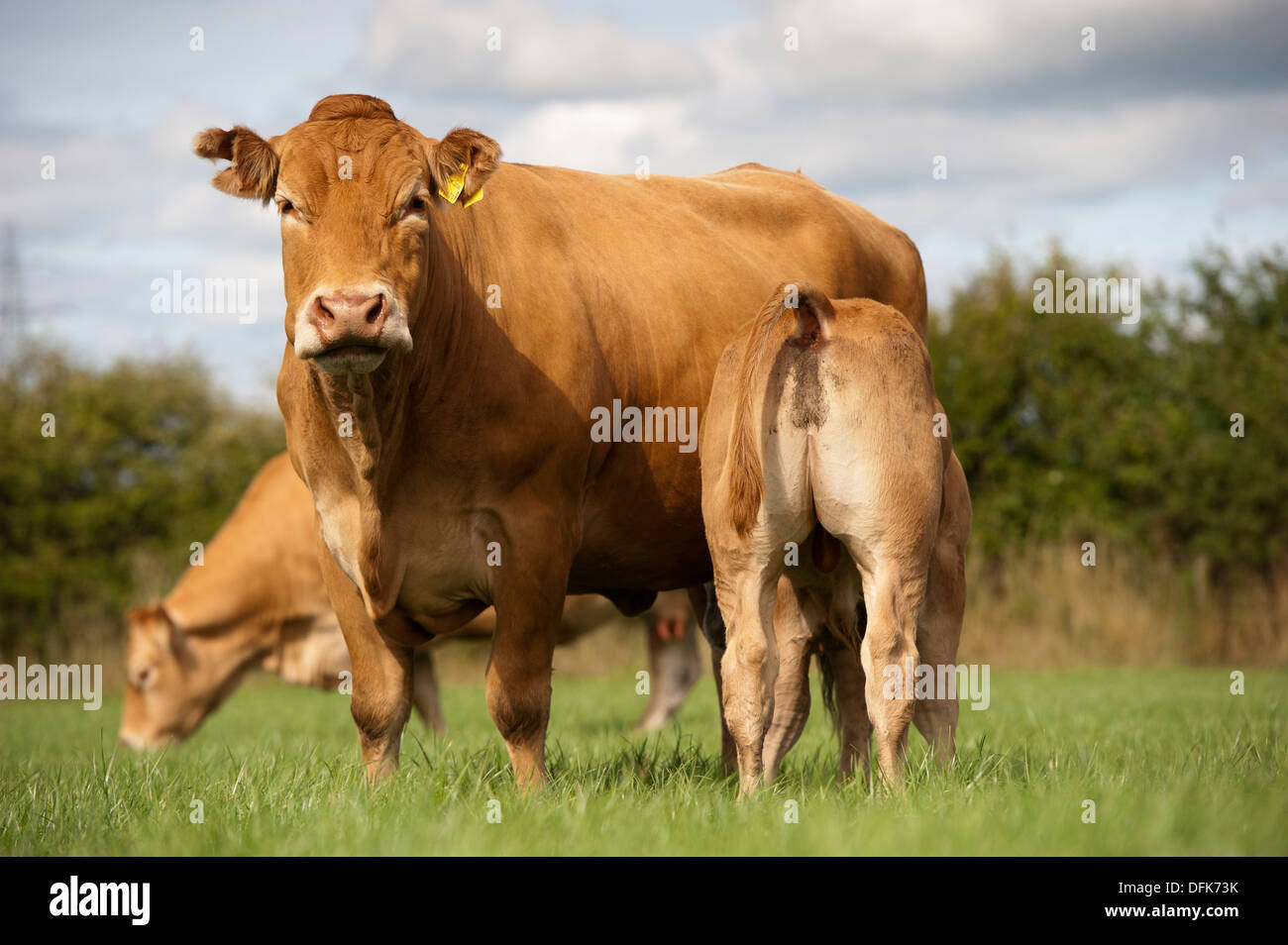 Limousin calf and cow hi-res stock photography and images - Alamy