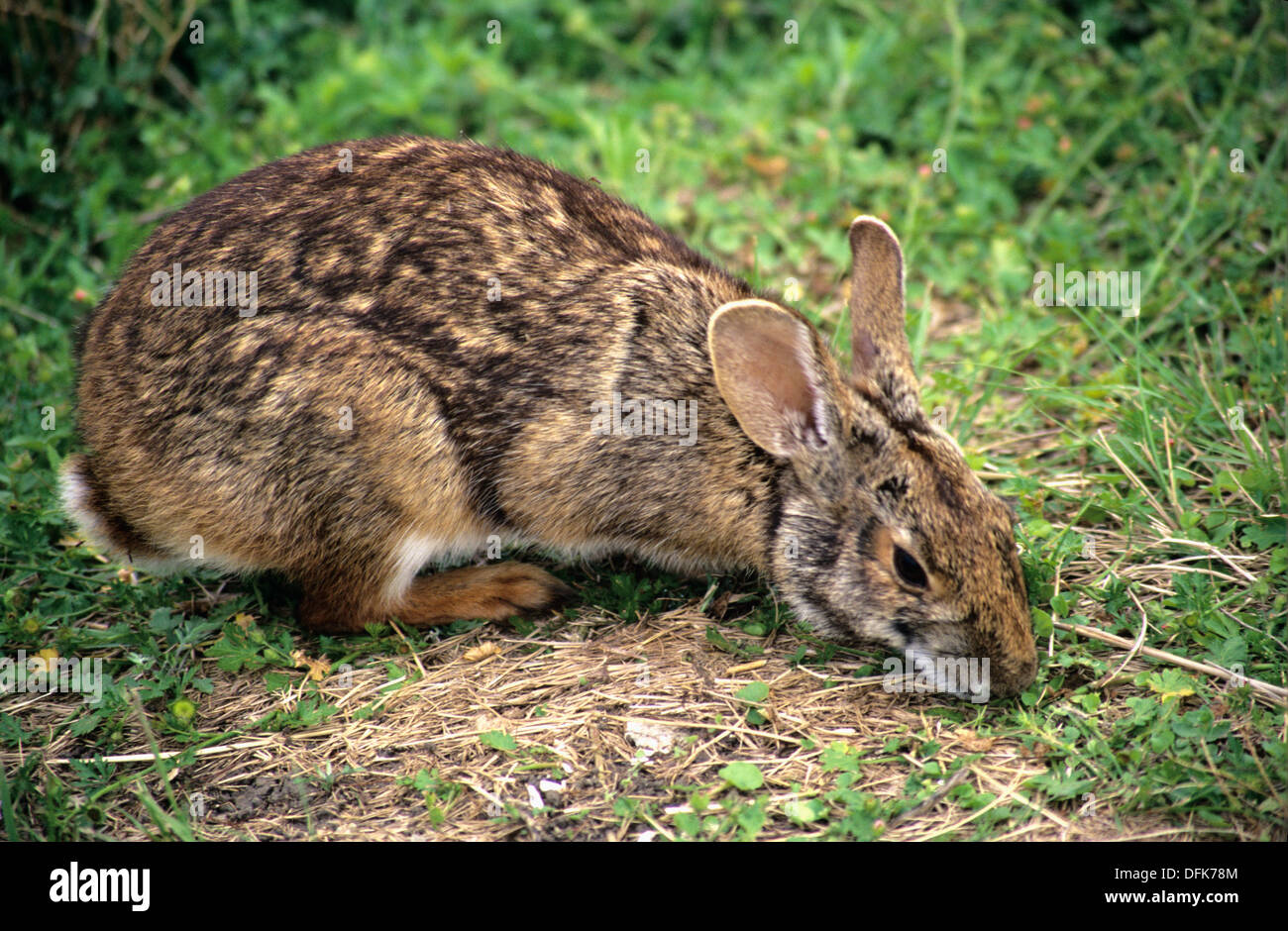Sabine national wildlife refuge hi-res stock photography and images - Alamy