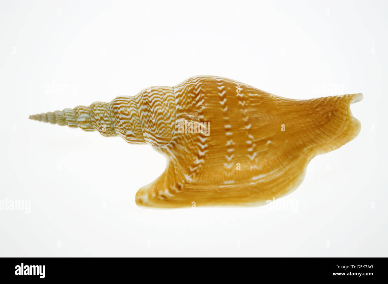 Cameo shell hi-res stock photography and images - Alamy