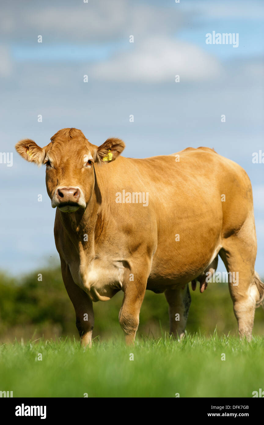 Limousin cow breed hi-res stock photography and images - Alamy