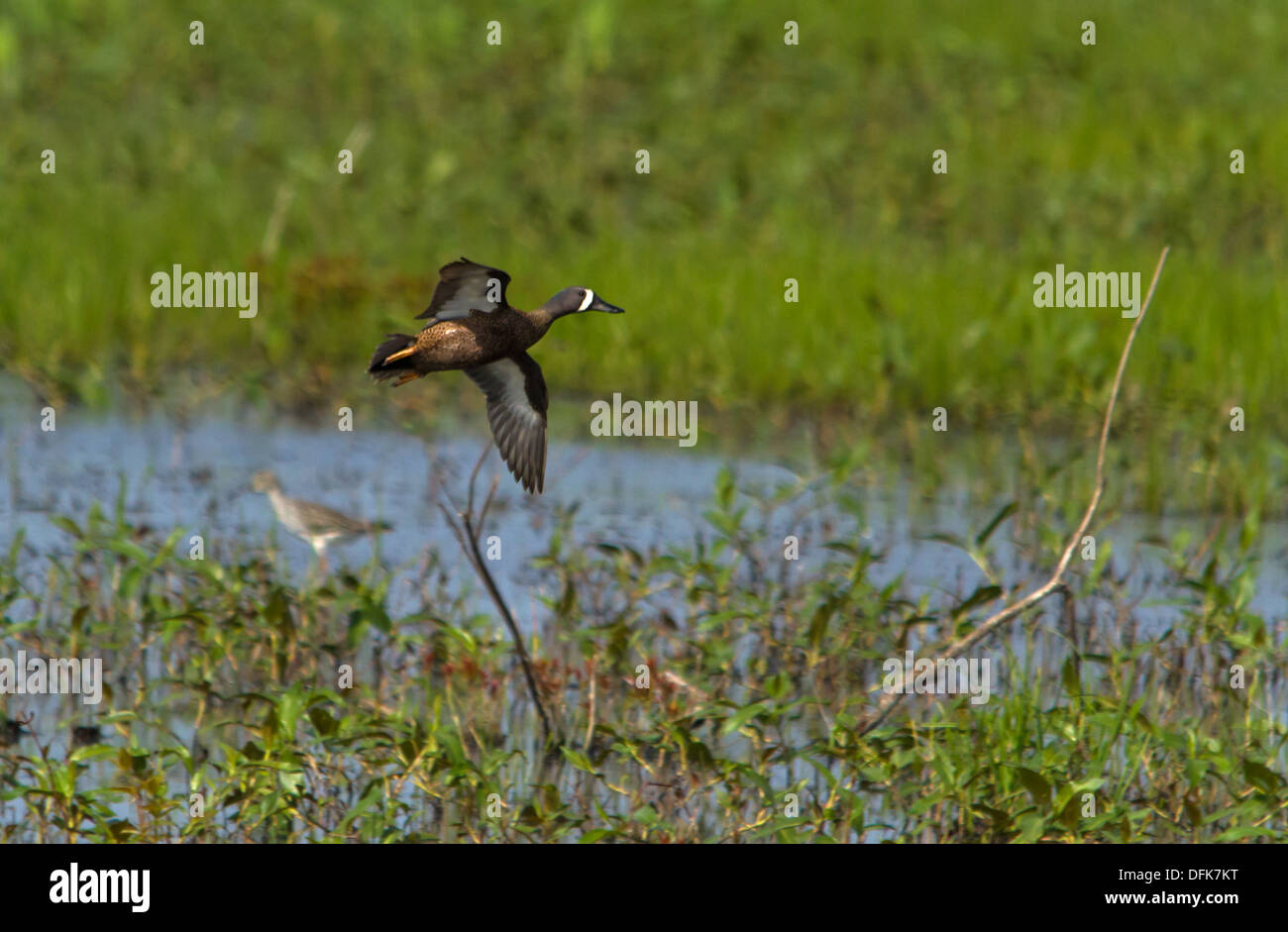 Blue-winged teal in flight Stock Photo - Alamy