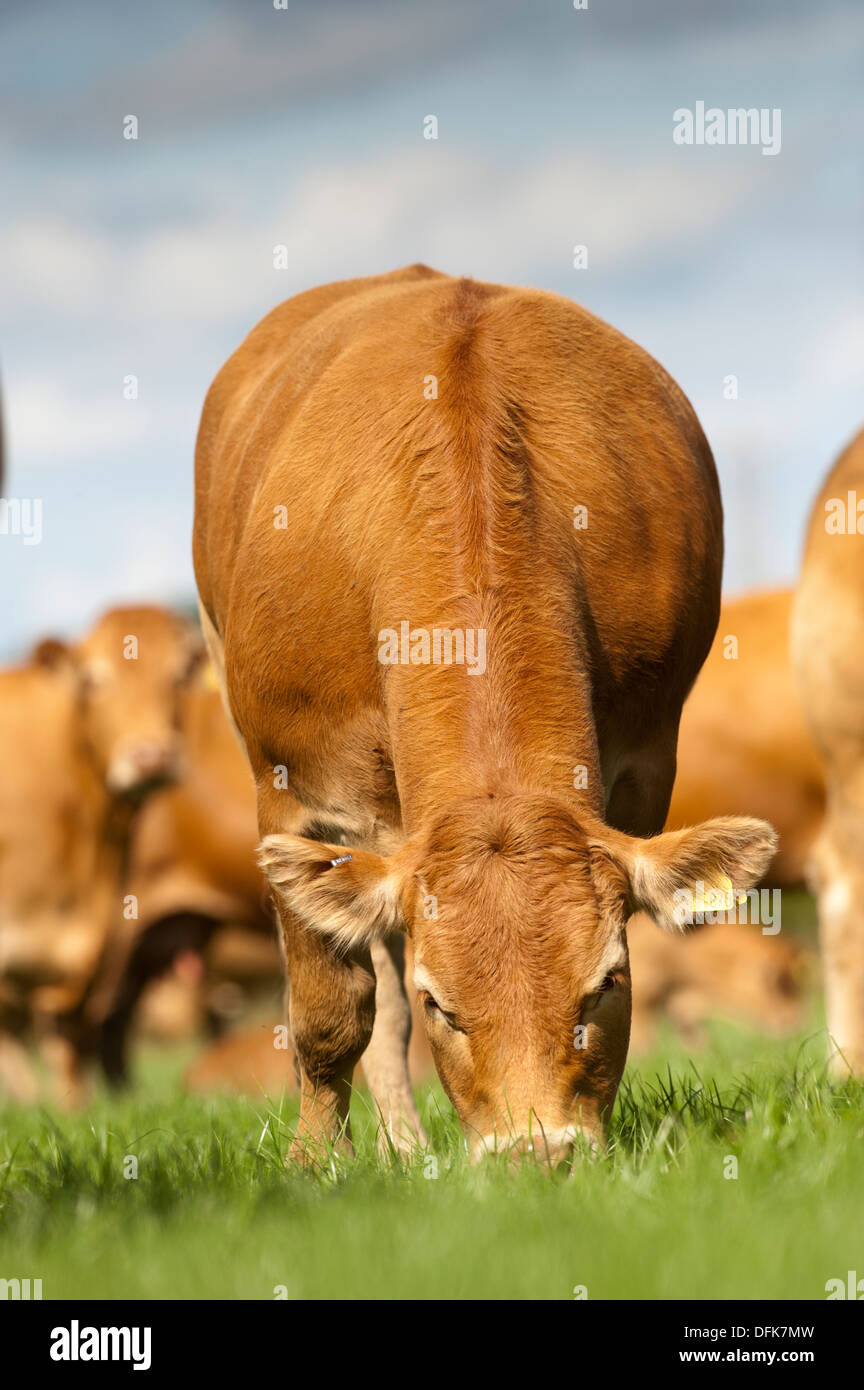 Limousin eating grass hi-res stock photography and images - Alamy