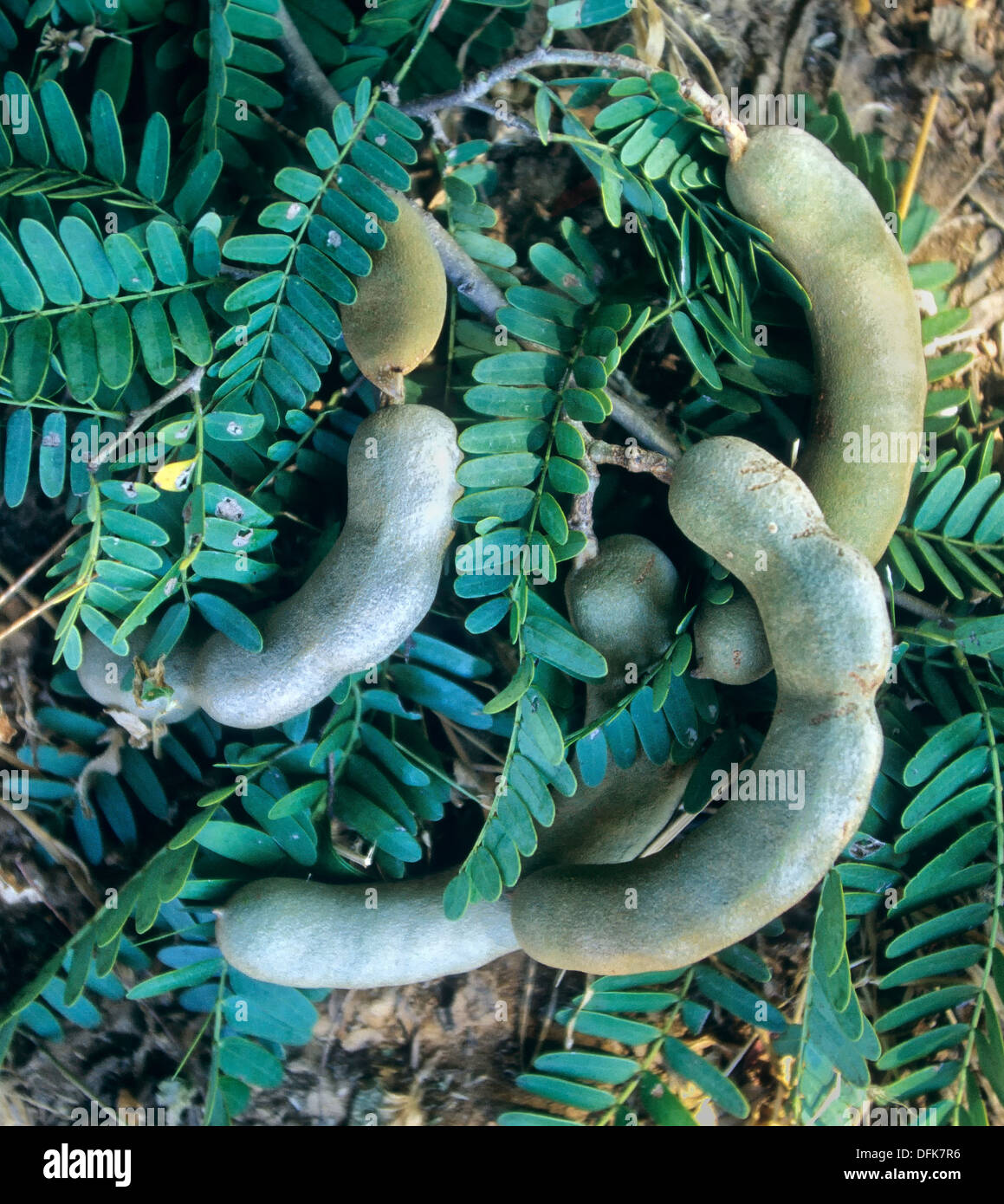Tamarind plant hi-res stock photography and images - Alamy