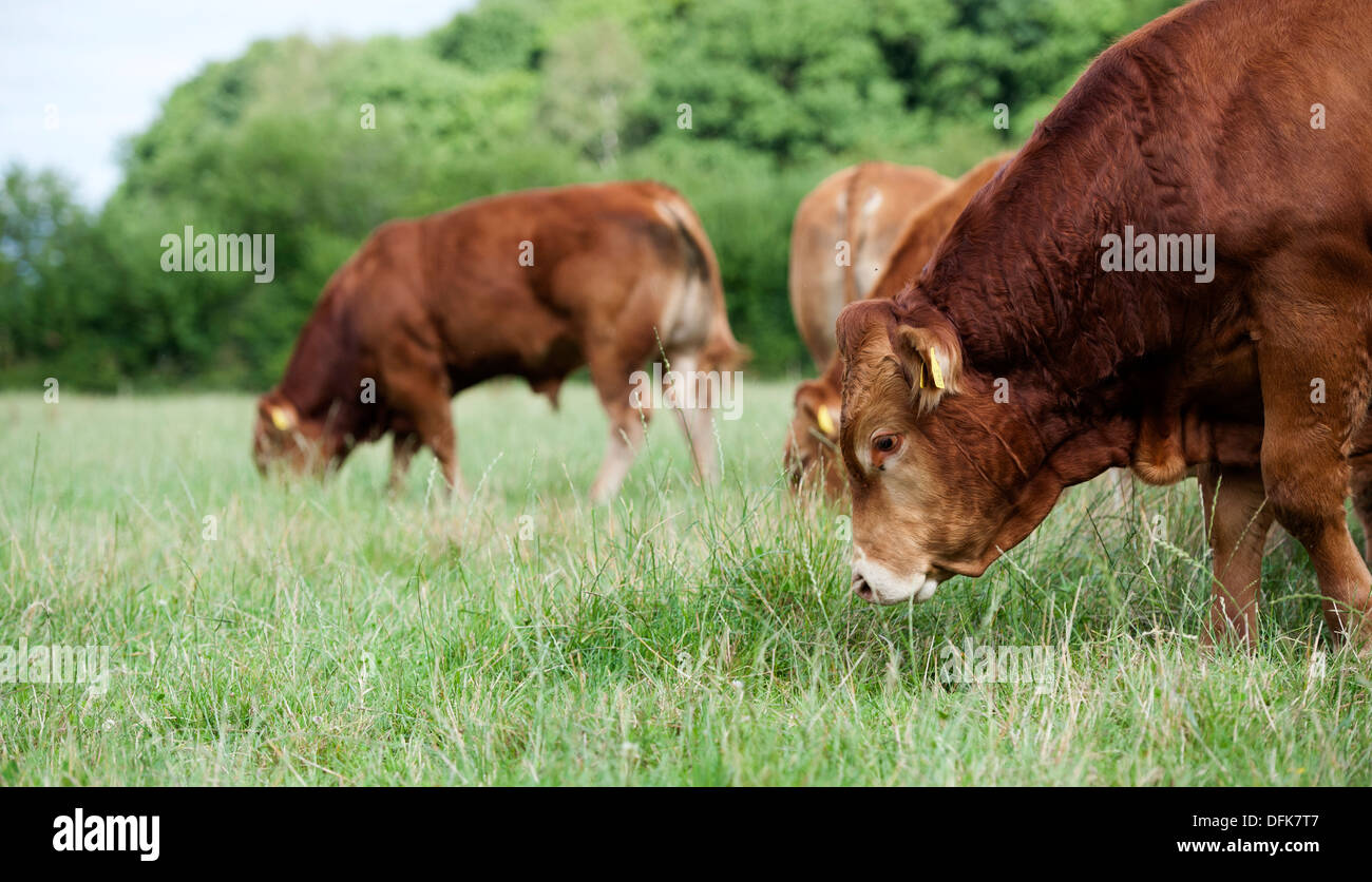 Limousin Bulls Stock Photos & Limousin Bulls Stock Images - Alamy