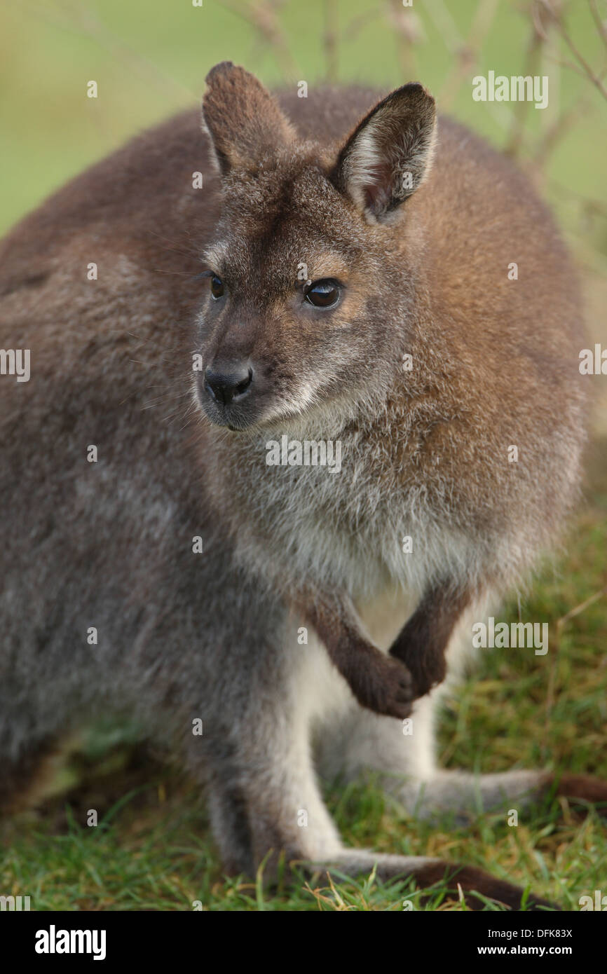 Wallaby joeys hi-res stock photography and images - Alamy