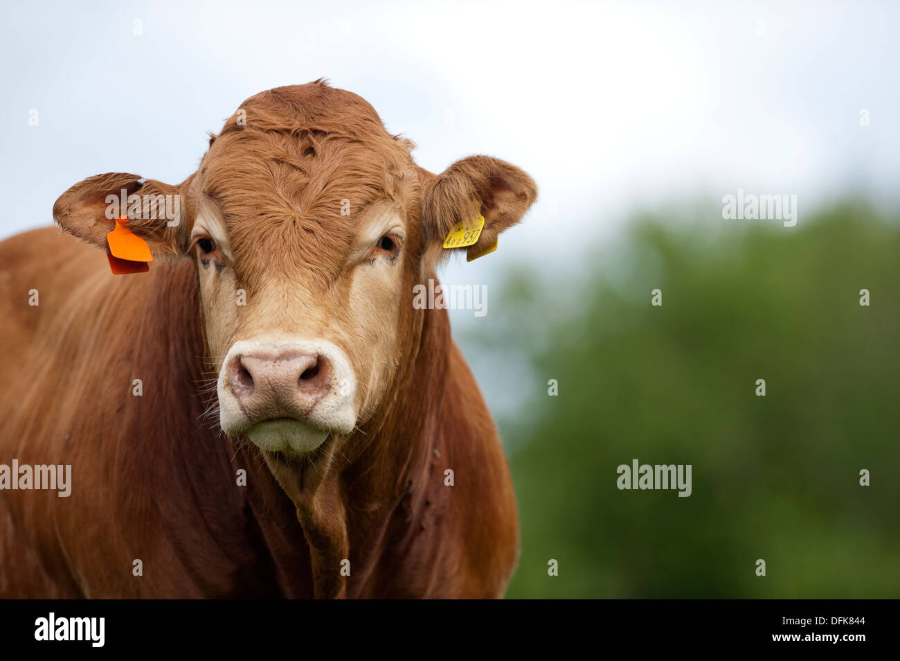Limousin bulls head hi-res stock photography and images - Alamy