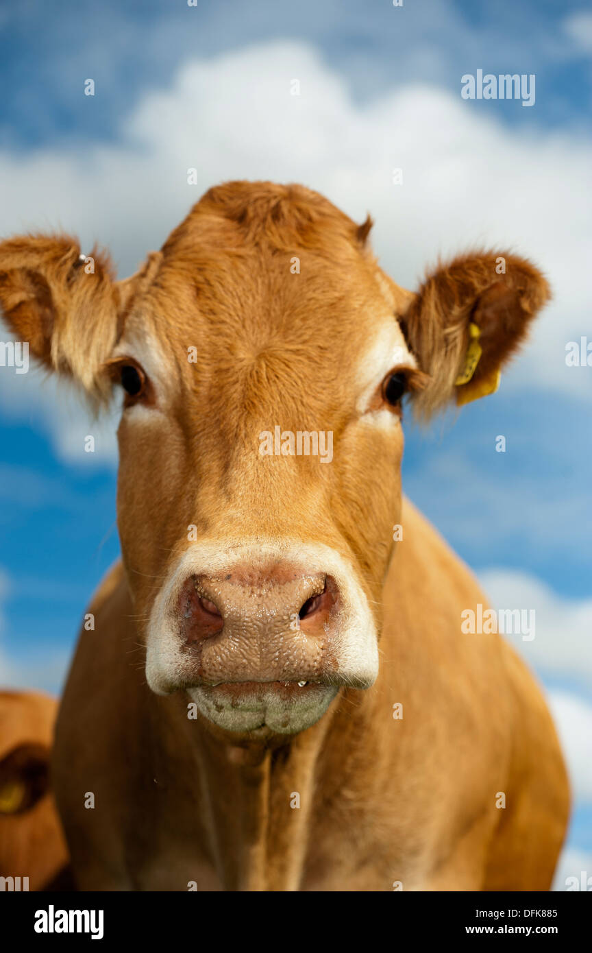 Limousin beef cows head hi-res stock photography and images - Alamy
