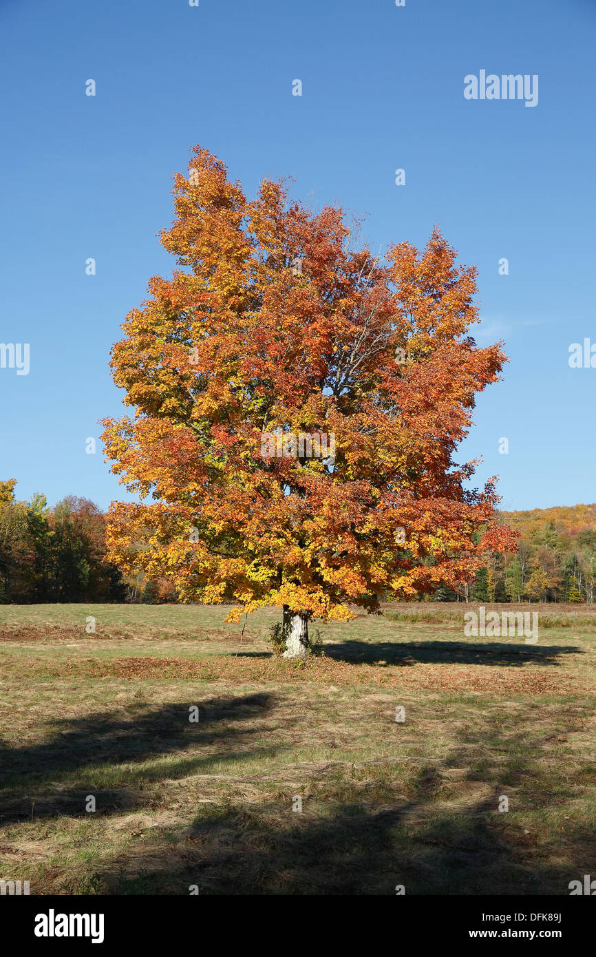 Field Maple Tree High Resolution Stock Photography and Images - Alamy