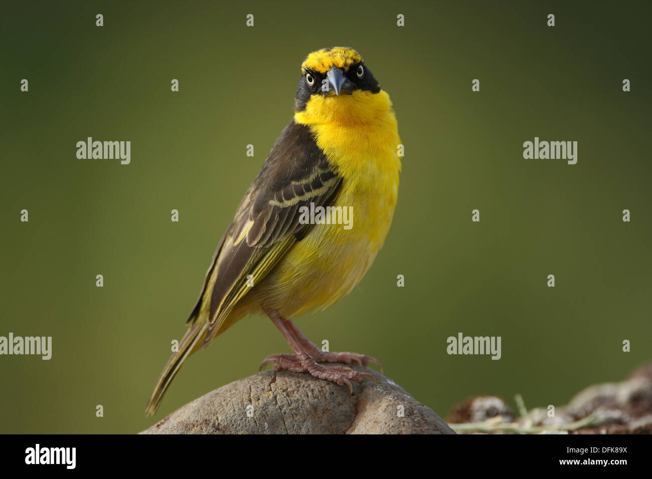 Weaver finches nest hi-res stock photography and images - Alamy