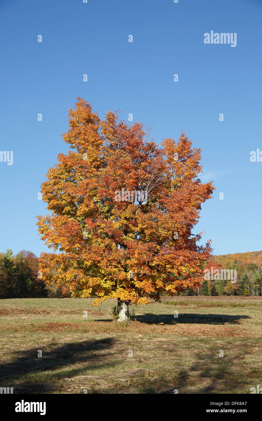 Maple tree with fall foliage hi-res stock photography and images - Alamy