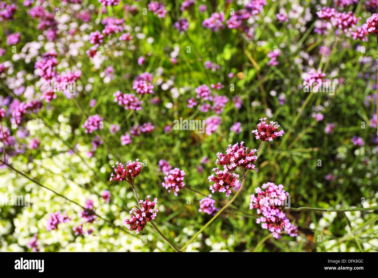 Pink flowers in the garden. Spring or summer background Stock Photo - Alamy