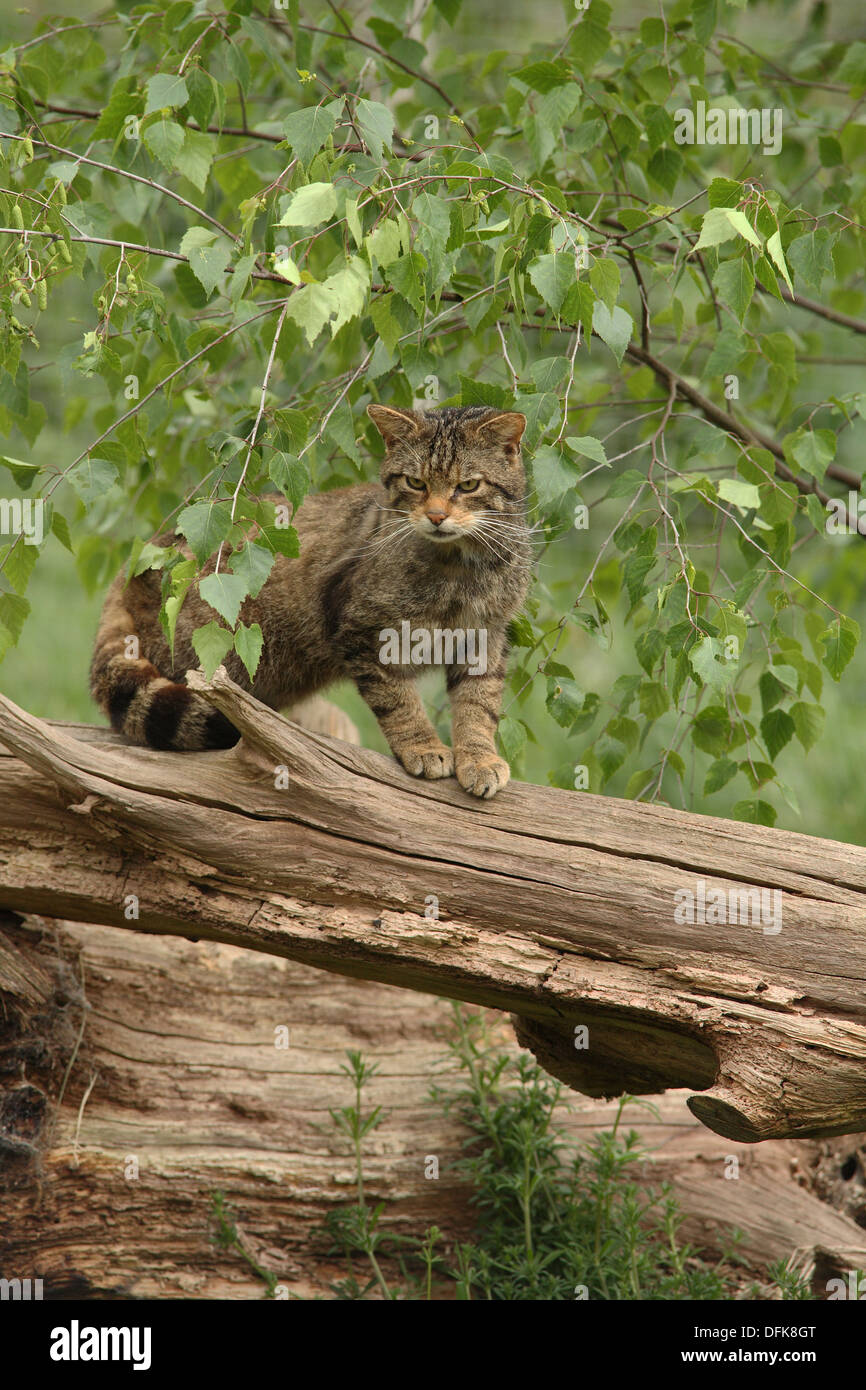 Scottish wildcat conservation hi-res stock photography and images - Alamy