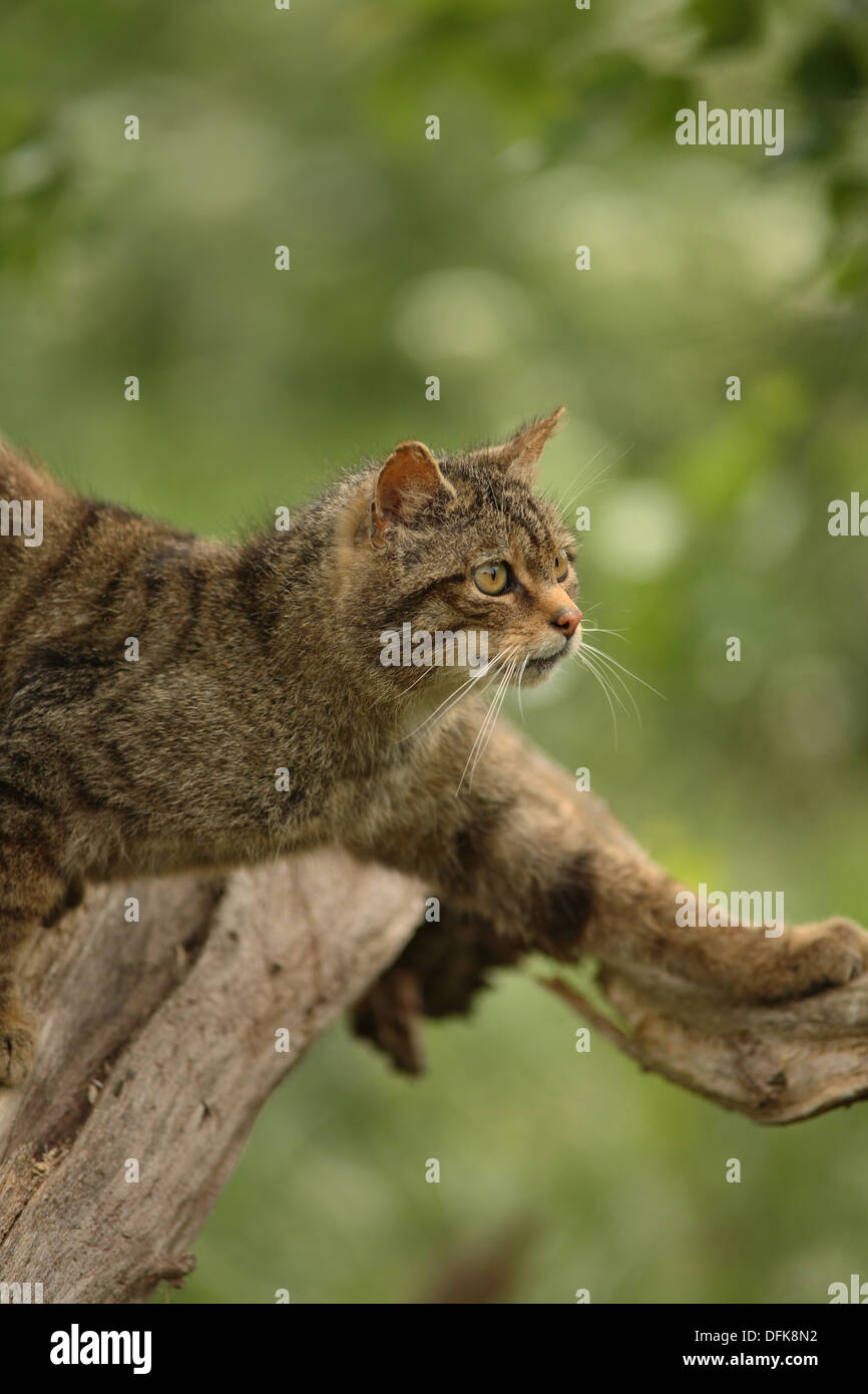 Predators scottish hi-res stock photography and images - Alamy